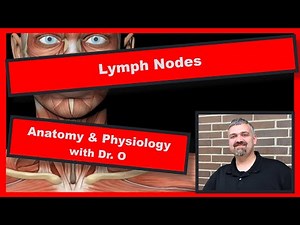 Lymph Nodes: Anatomy and Physiology