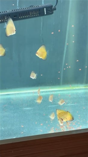 Trying new food for baby discus and they loved it | Home of Serenity