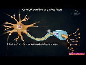 Conduction Of Electrical impulse in the Axon : Nerve Physiology