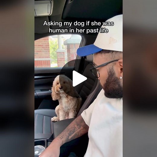 I think that answers it… 😳 #dogsofttiktok #dogs #puppylove #doglove #lunatheminicockapoo