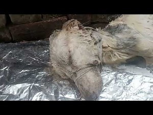 Maggot Infestation: Treat & Prevent in Dogs & Cows