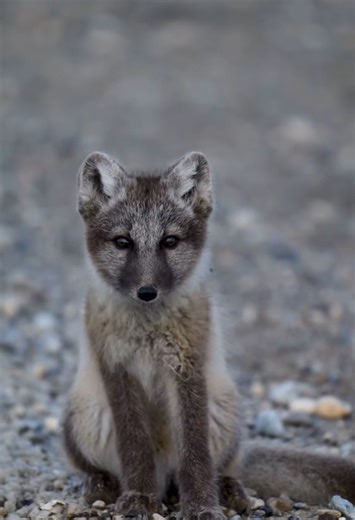 Eye to eye with an arctic fox kit in the wild