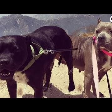Pit Bull Rescued From Dogfighting Loves His Sister More Than Anything | The Dodo