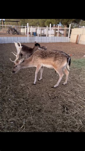 user1559117564399 (@1978oscar)’s videos with sonido original - La Patrona Rodríguez 🤠🌹