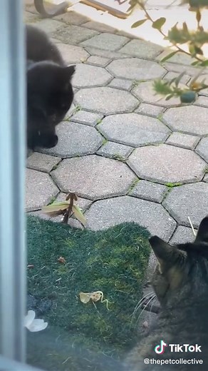 Epic Praying Mantis Boss Fight in Real Life!