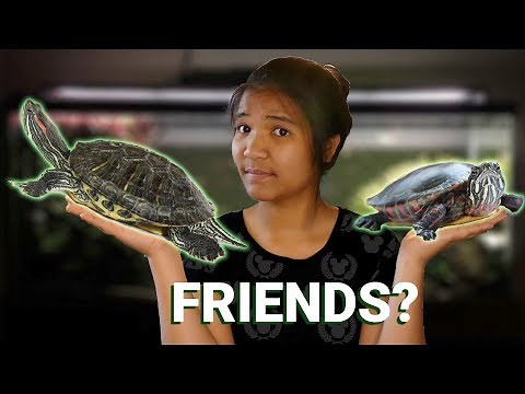 TWO Turtles in the SAME TANK?!? | Turtle Tankmates