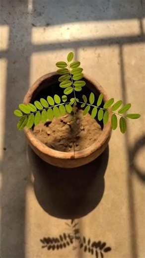 Grow Red sandalwood tree #sandlewoodtree#