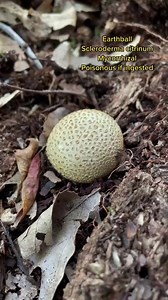 Earthballs (Scleroderma species) are mycorrhizal mushrooms, growing in association here with Oak. They are “gasteroid” meaning the spores develop internally (similar to a puffball). They are inedible/mildly toxic and can differentiated from edible puffballs by their tough yellow skin and black/purple spore mass (gleba). I’m cutting these up as a demonstration of texture and for the ASMR aspect. I left the cuttings for bugs and slugs to feast on. Earthballs are very common in this area and I left