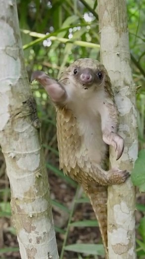 Meet the white-bellied pangolin—also known as the tree pangolin! Reposted from WildAid: These agile climbers stand out from other pangolin species with their smaller size, larger eyes, and, of course, their distinctive white underbellies. Native to the forests of West and Central Africa, they play a vital role in controlling insect populations by feeding on ants and termites. 🐜 But like all pangolin species, they face serious threats due to the demand for their meat and scales. Tap the link in 