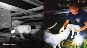 Firefighter rescues puppy from ductwork underneath house