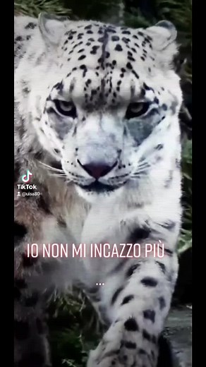 Stunning Close-Up of a Snow Leopard in Nature
