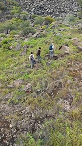 1.1K views · 168 reactions | During our expeditions to Wolf Volcano,...