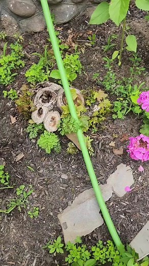 how to kill a tree root #vinegar #rootkiller #naturalremedy #treerootremoval #mapletree #invasive #thisbetterwork