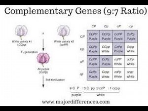 12th class: complementary gene interaction