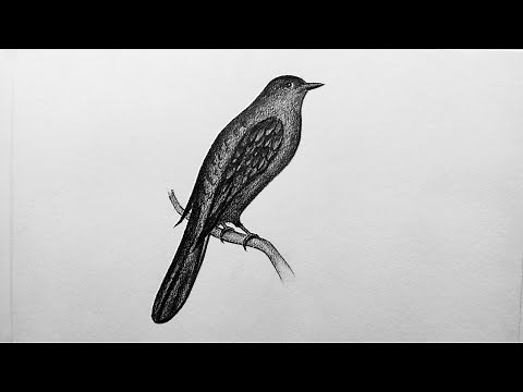 How to draw cuckoo easy and step by step or shading for beginners tutorial