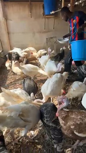 Good morning Mr. Obeng this is exactly one year I called you. I called my brother in uk telling him I want to join him. He stoped me and sent me your number that you can help me multiple my money than wasting it on traveling. At first I thought he don’t want me to be successful than him that’s why he’s saying all this farming and bla bla. Some months later I started to listen to your videos the one you were teach about how much we can save a day a month and in a year. That instantly Change my mi