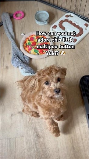 This maltipoo puppy loves to play and jump on her toys 🧸