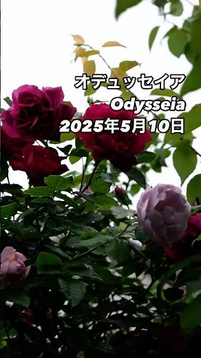 オデュッセイア Odysseia⠀赤紫の花が咲いた。2025年5月10日ロサオリエンティスRosa Orientisのシュラブローズ。日本のバラ⠀⠀紫がかった黒赤色の花弁が波打つ花