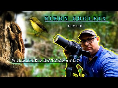 Bird Photography | Nikon Coolpix P900 Review | Wildlife Photography