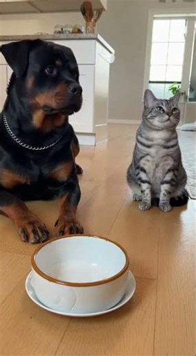 Still processing, Rottweiler and Cat processing what just happened 😂