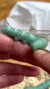 7.5K views · 80 reactions | Typically wings can’t regenerate once...