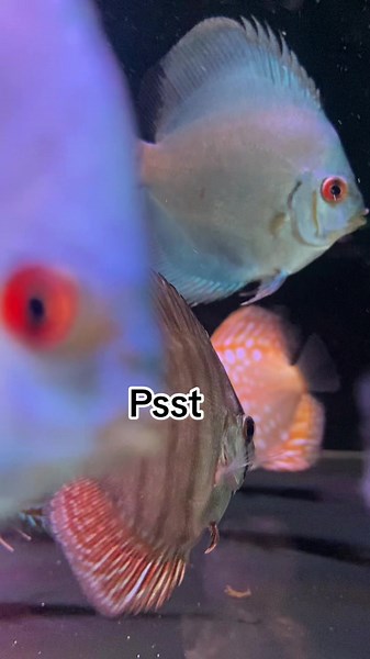 Discus Fish for Sale at $29.95 - Grab Them Now!