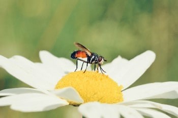 How Does Fly Spray Work? Is It Painful? What About Other Insects?