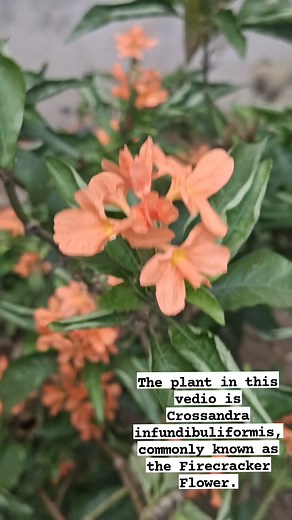 The plant in this vedio is Crossandra infundibuliformis, commonly known as the Firecracker Flower. #firecracker #flowers #nature #viral #trending | Blooming Nature Tales