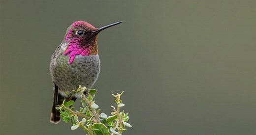Anna's Hummingbird Similar Species to, All About Birds, Cornell Lab of Ornithology