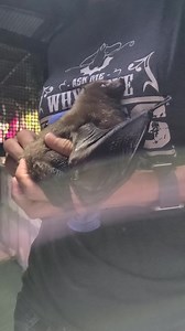 Chessie, our Rodrigues fruit bat, has had a harder time grooming her back recently, so caretakers lend her a hand in the mornings. She gets a nice brush down while snacks are provided. She is 22 years old, and is blind as well as having a large wing tear preventing her from flying. Chessie was rescued in 2018 and will remain here for the rest of her life. She is a favorite around here... how could she not be? 😍 We shared this over on our Instagram (@batworldsanctuary) last week but we wanted to