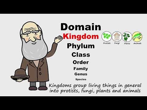 Taxonomy by Peter Weatherall