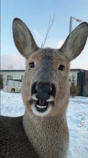 This #Siberian Roe Deer is fascinating to watch