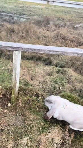 Let’s put the bunnies to bed #bunnies #bunny #rabbit #cute #animals #cat