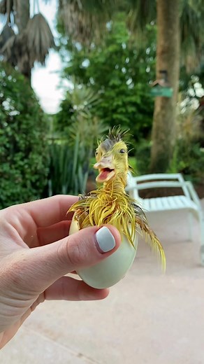 Adorable Baby Duckling Hatches in Heartwarming Video