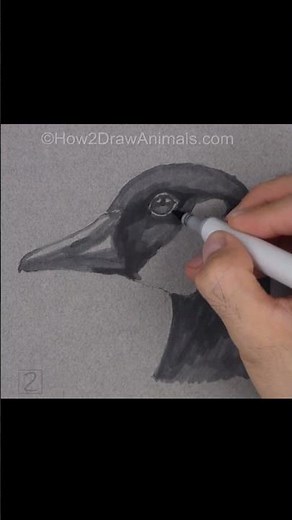 Canada Goose Sketch (Pen and Markers)