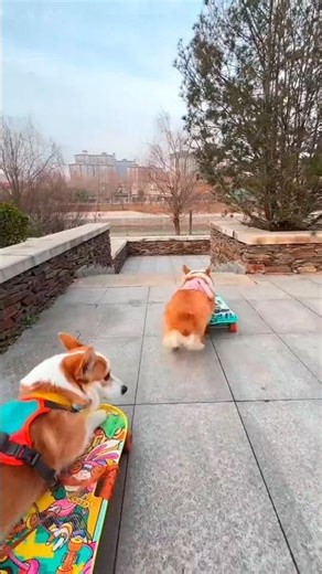 Skateboard 🏂New Viral Gadgets Smart Appliances Kitchen Utensils/ Home Inventions #shorts