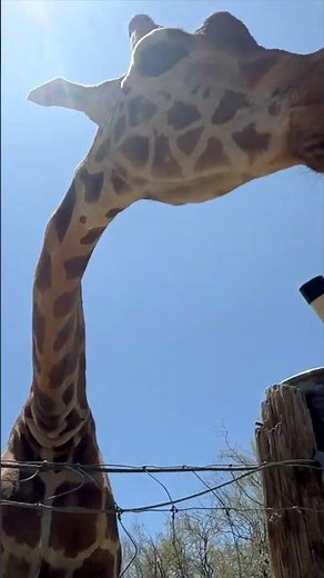 Strap in for one of the most unique zip lines in Arizona! #shorts