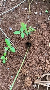 12K views · 216 reactions | Catching giant crickets using smart venomous ants | NaturalLife IQ | Facebook