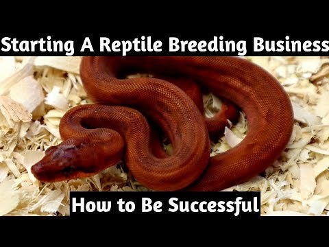 Starting a Reptile Breeding Business and How to Be Successful