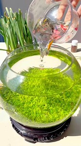 Do you want one？#foryou #foryoupage #diy #nature #fishtank #fishlover | Scuba Diving