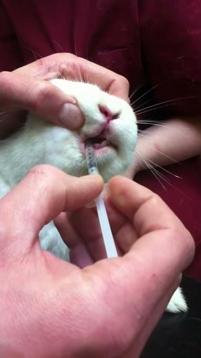 387 Vets - How to give a rabbit medication