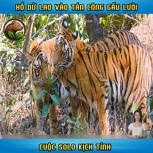 Tập 300 Cuôc solo giữa Hổ và Gấu lười | Aryan Zhang