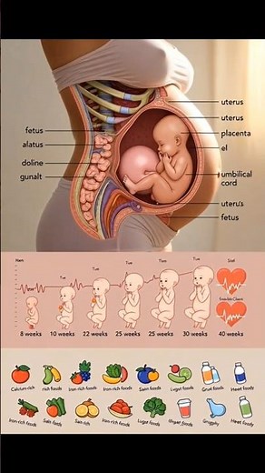 Human Pregnancy Journey Explained 👶 | Fetal Development, Womb #shorts #unbornbaby