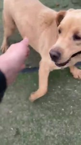 Calling all Labrador lovers! Meet Dafu, the sweetest boy who was rescued from a Chinese dog butcher in October 2022. Now, he's looking for his forever family in the UK and we need your help! Thanks to an angel flight sponsor @nolabsleftbehind $500 will be generously donated towards Dafu's transport costs reducing the cost to adopt him. We're determined to find him a loving home where he can experience the happiness he deserves. Dafu is a goofy ball of love, ready to bring endless joy and laughte