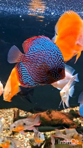🐠 Stunning discus fish & cichlids!Amazing colors and calm aquarium vibes😍 #discusfish #cichlids