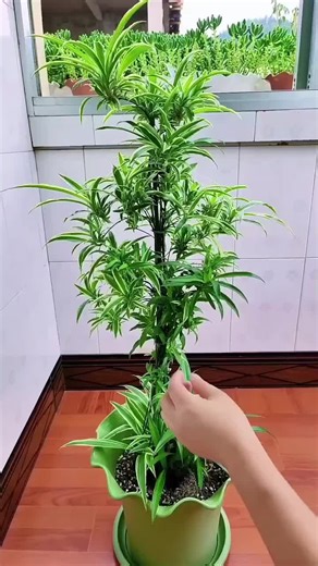 #spider #plantingtips #gardeningidea The process of styling a golden-edged spider plant under the full moon: