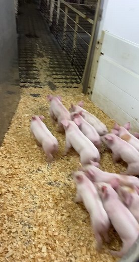 Got a new batch of littles in today #NewYearNewMiO #Hyperfixated #WhatILearned #piglets #pigtok #baconseeds