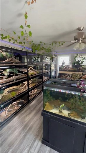 Snake Room OVERHAUL tour!! New enclosures, redesigned natural habitats!!