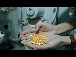 100TPD Fully automatic maize processing plant.