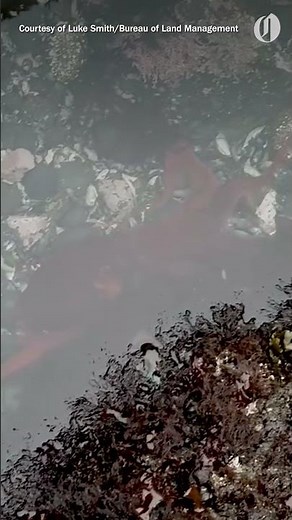 Giant Pacific octopus spotted at Yaquina Head tidepools in Oregon